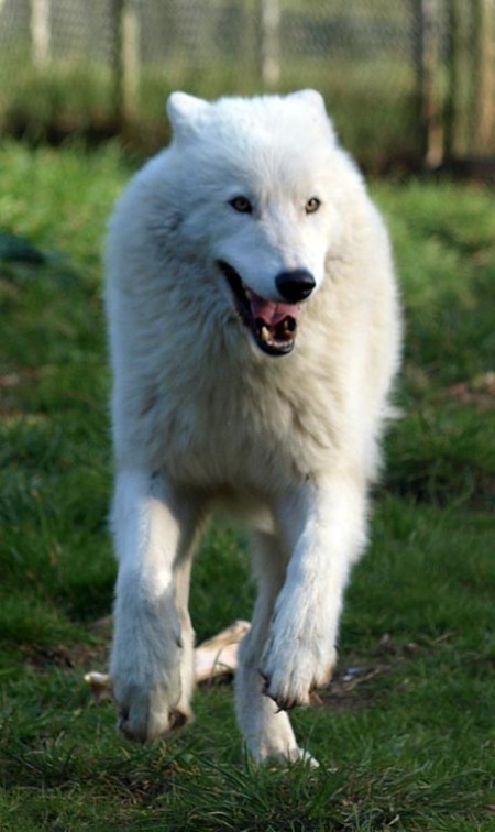 White Wolf Sanctuary – Come Howl With Us at White Wolf Sanctuary!